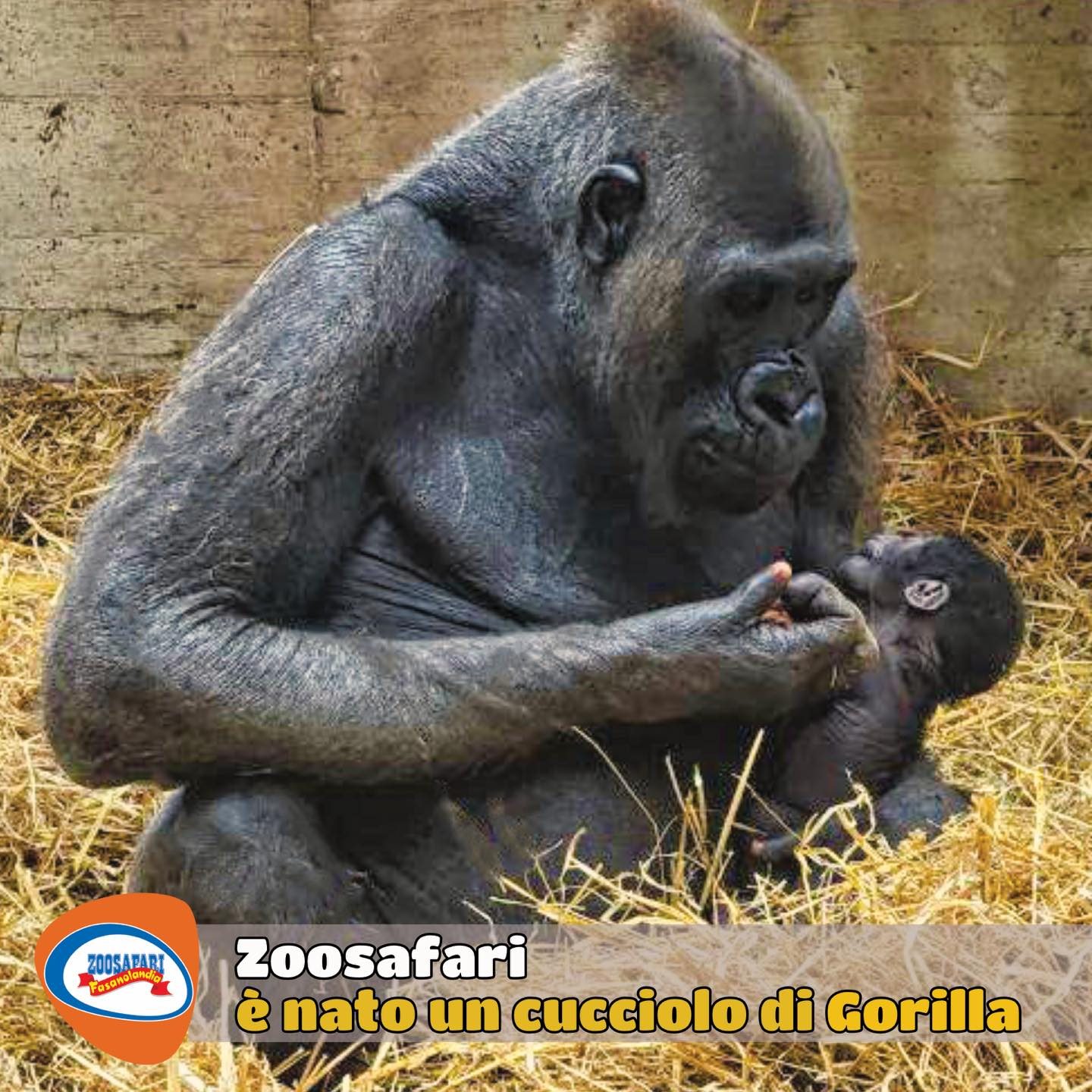 Nato un cucciolo di gorilla allo zoosafari di Fasano: è il primo in ...