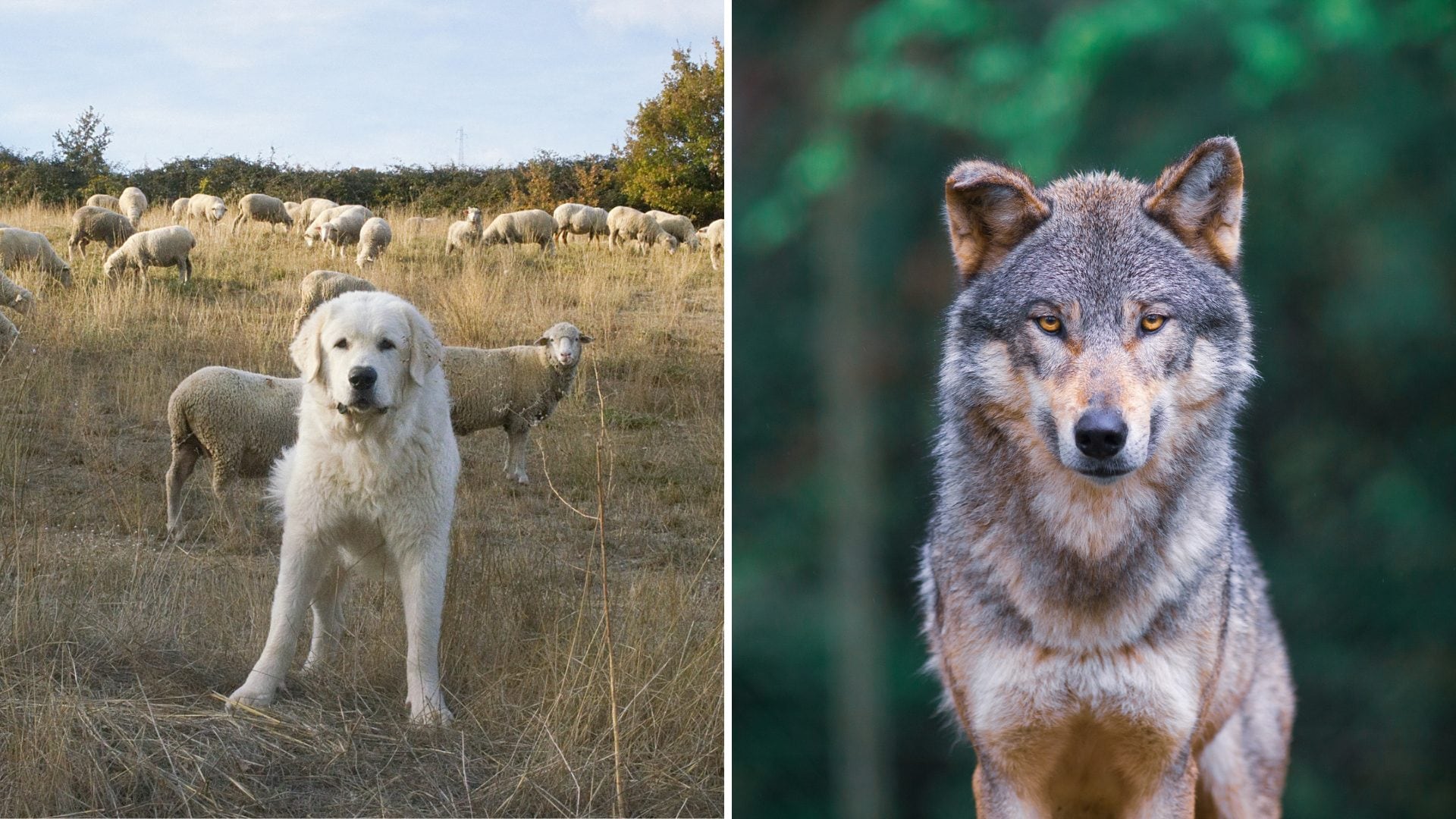Lupo morde pastore mentre difende la sua pecora: "Salvo grazie al cane ...