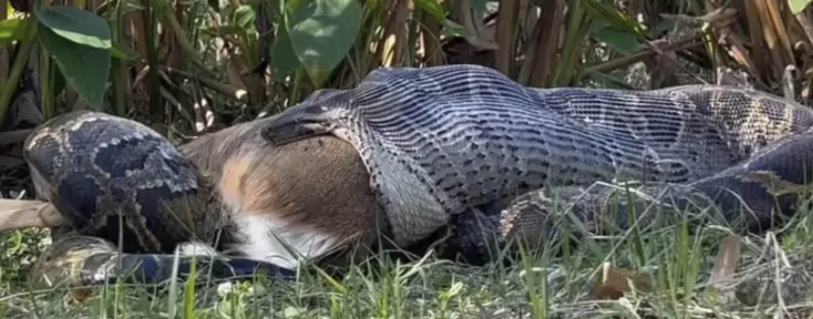 L’indigestione di un pitone birmano: vomita un intero cervo che aveva ...