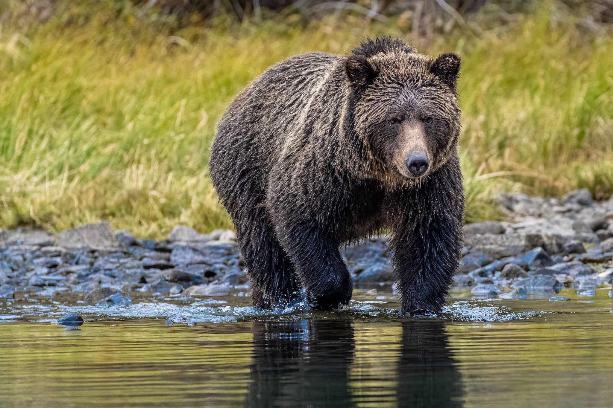 Due escursionisti combattono contro un orso e si salvano