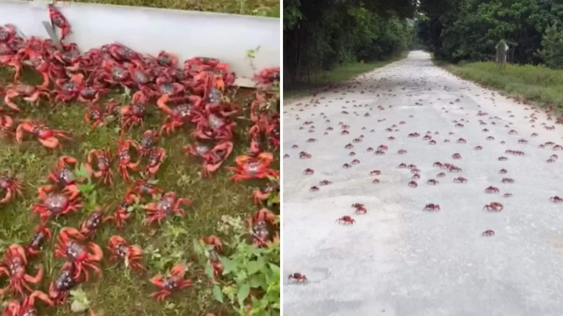 Milioni di granchi rossi di Christmas Island stanno migrando per ...