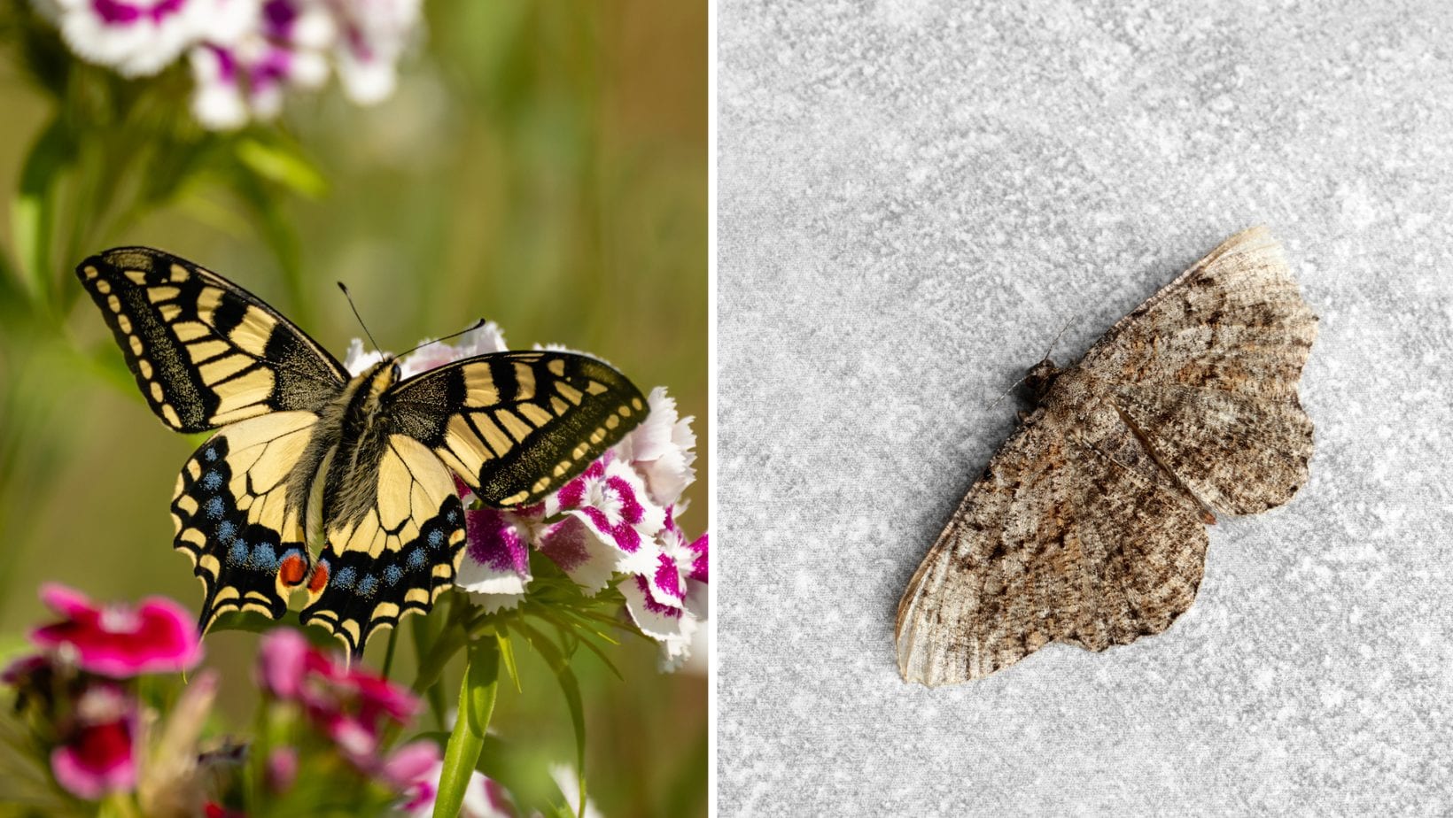 Che differenza c'è tra falena e farfalla: come distinguere i due ...