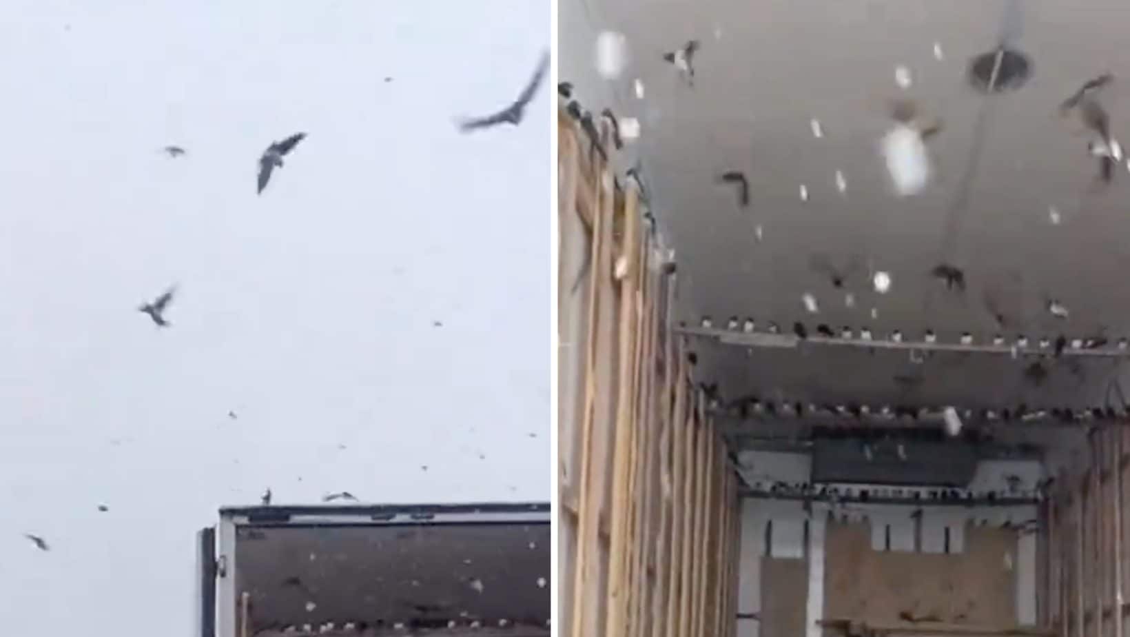 La tempesta di neve sorprende le rondini in migrazione: lo stormo trova ...