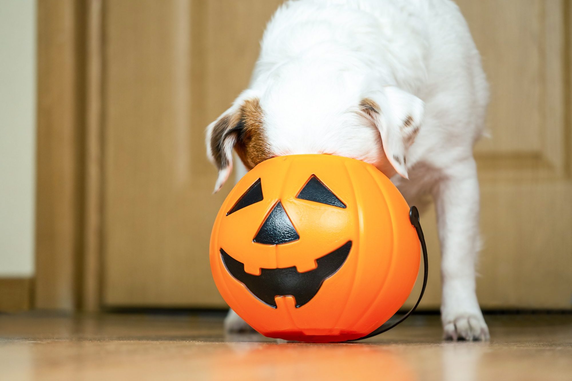 5 pericoli di Halloween per cani e gatti: come tenerli al sicuro