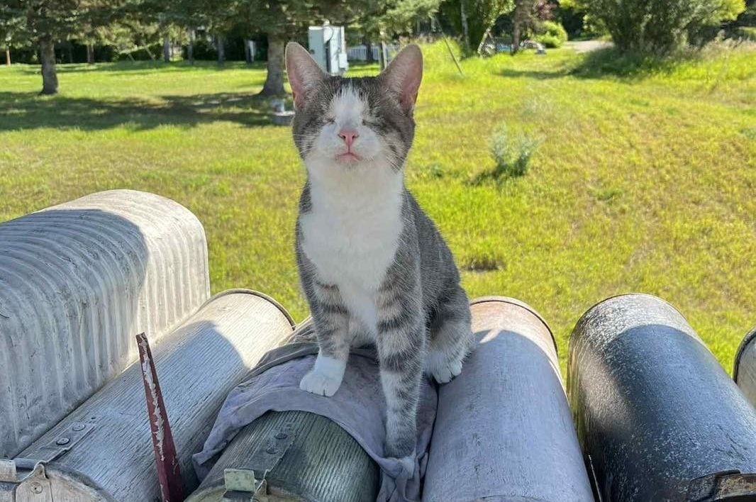 Chi è Dory, la gatta tabby non vedente protagonista del film "La lunga ...