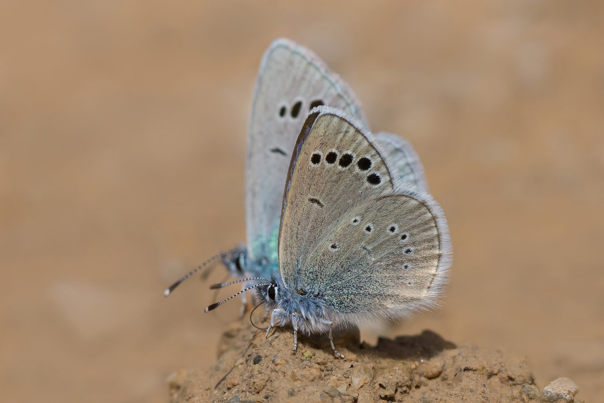 Questa piccola farfalla blu è l'animale con più cromosomi al mondo