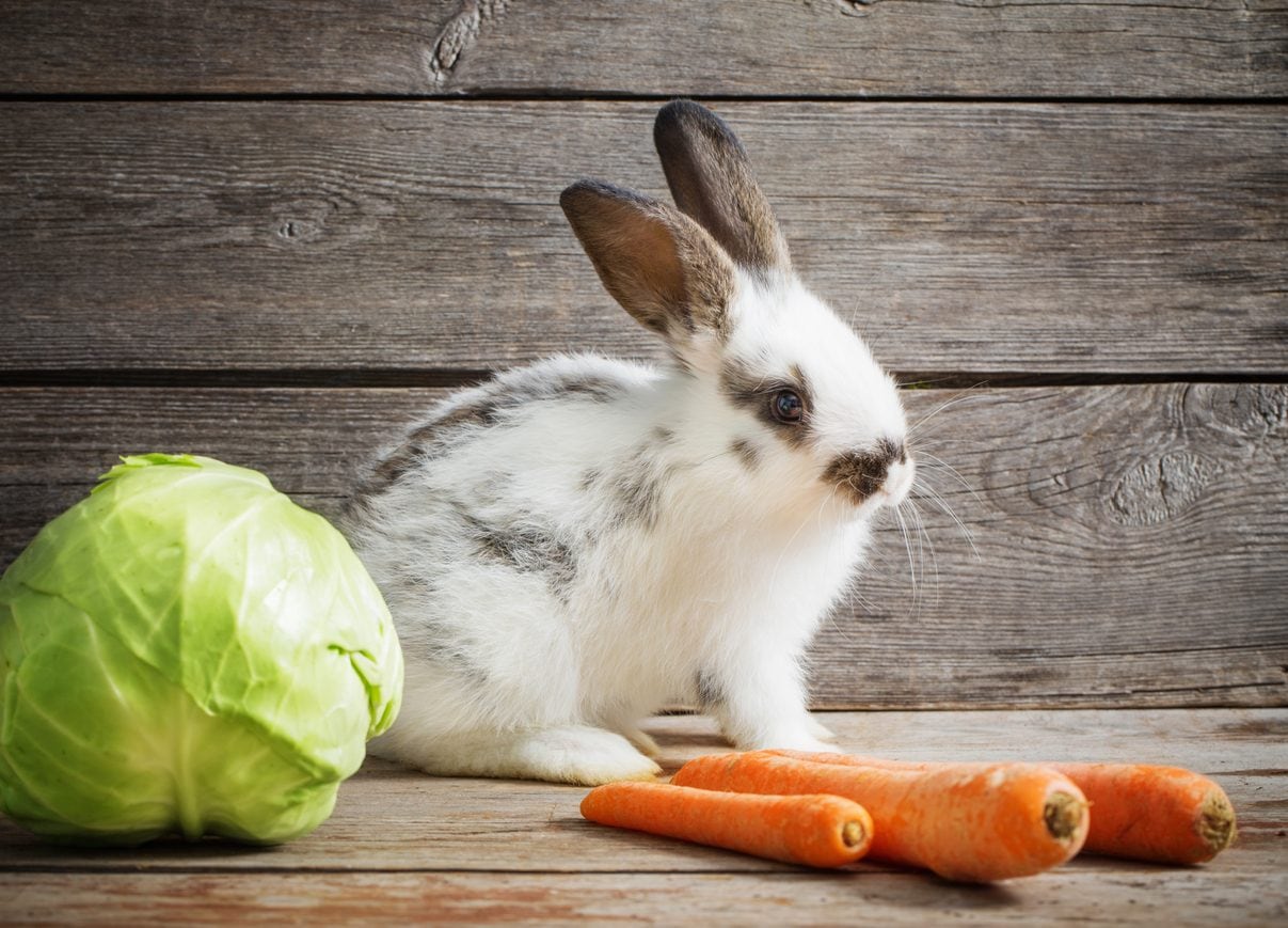 I conigli amano le carote: cosa c’è di vero e come dargliele correttamente