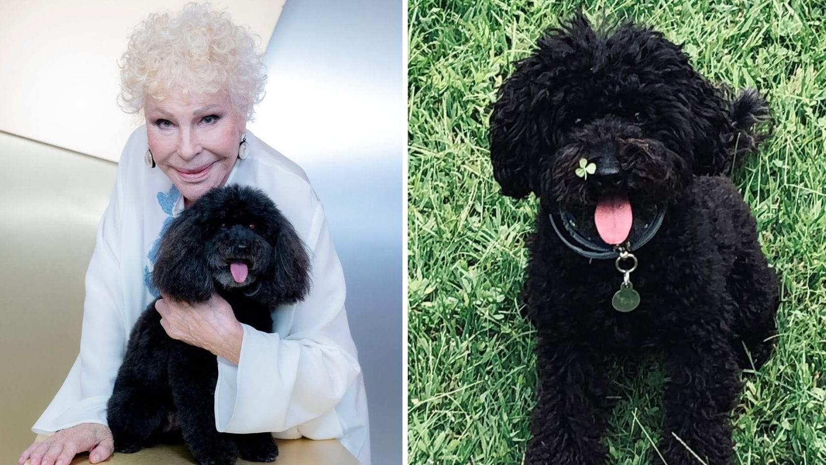 Dopo la morte di Ornella Vanoni la sua amata Barboncina Ondina vivrà con il nipote Matteo Ardenzi