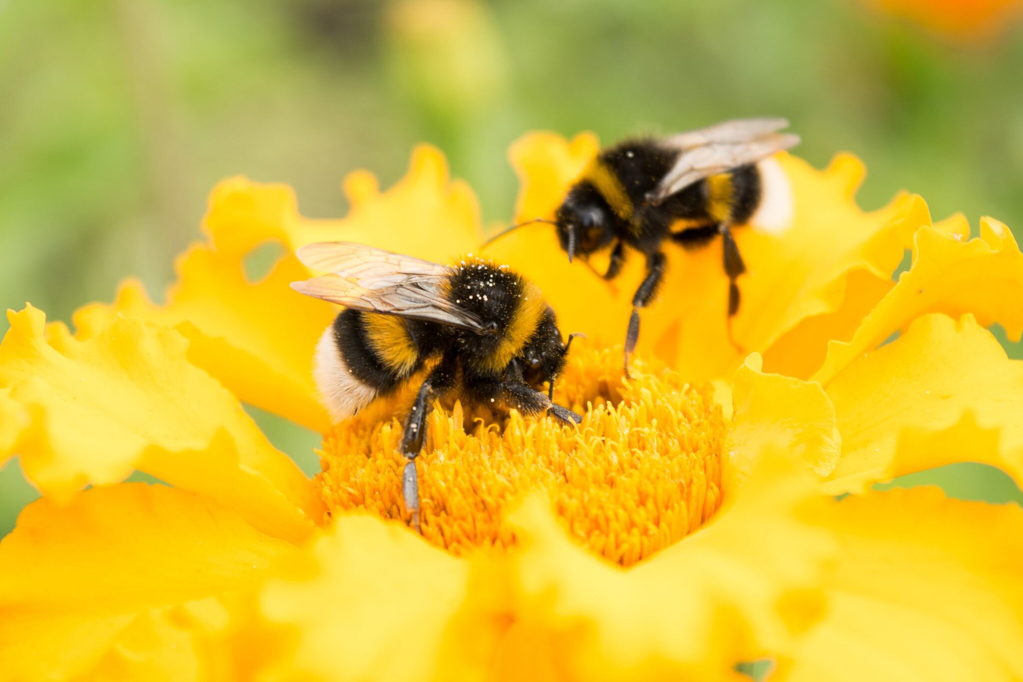 Api, farfalle e mosche: quali sono i principali insetti impollinatori e ...