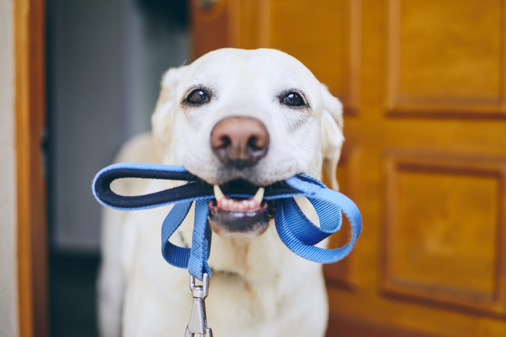 Si può insegnare al cane adulto ad andare al guinzaglio?
