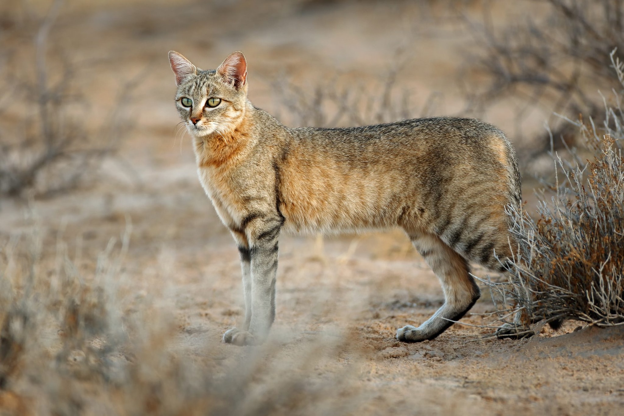 Finalmente sappiamo da dove arrivano i gatti domestici