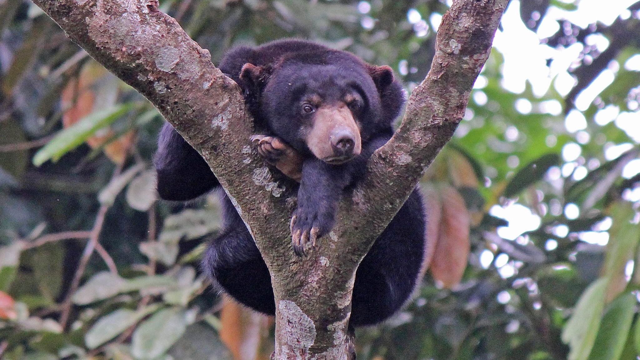 Tutti gli orsi vanno in letargo? Quali specie non vanno in ibernazione ...