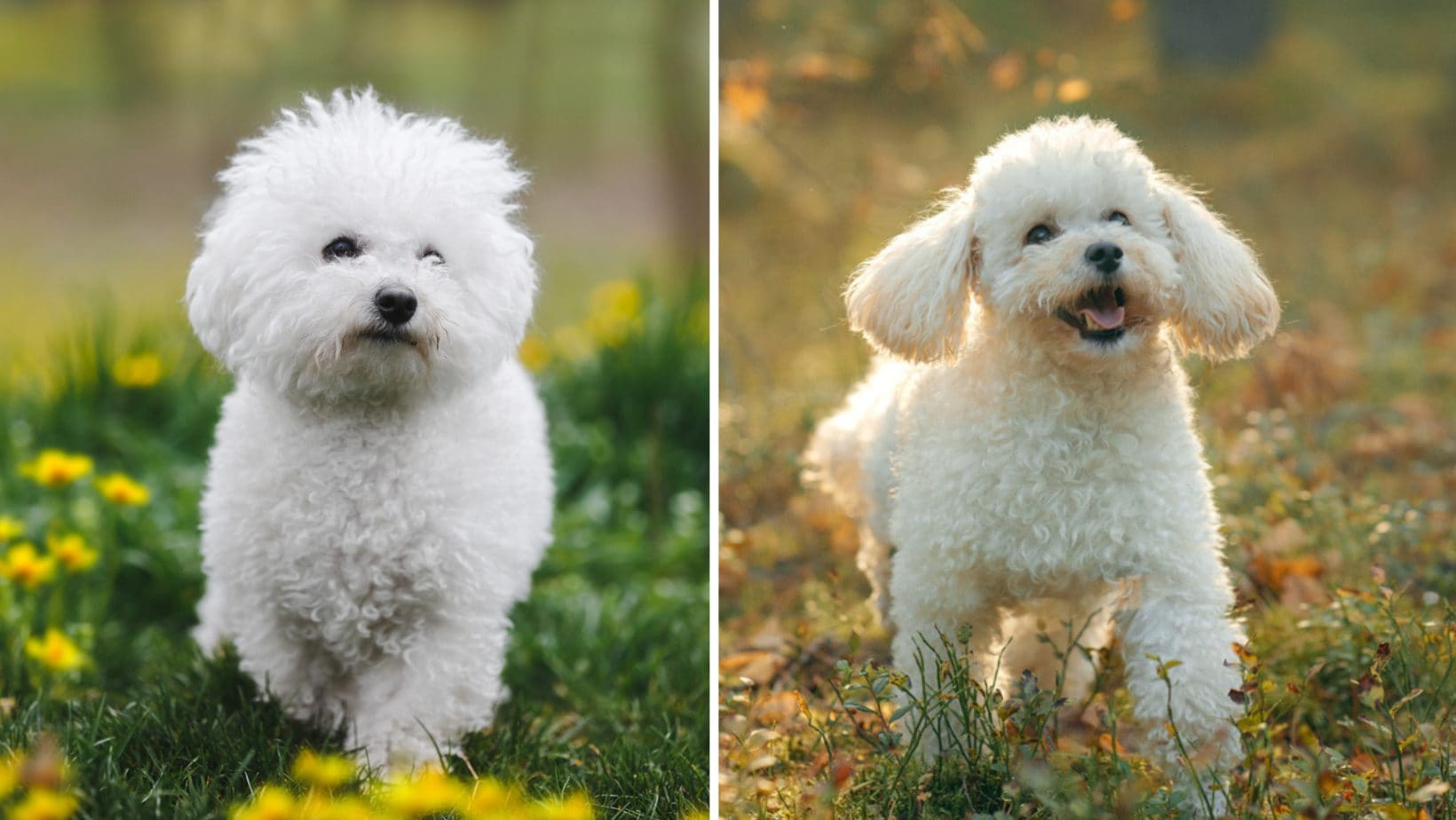 Che differenza c'è tra Bichon Frisé e Barboncino: caratteristiche e ...