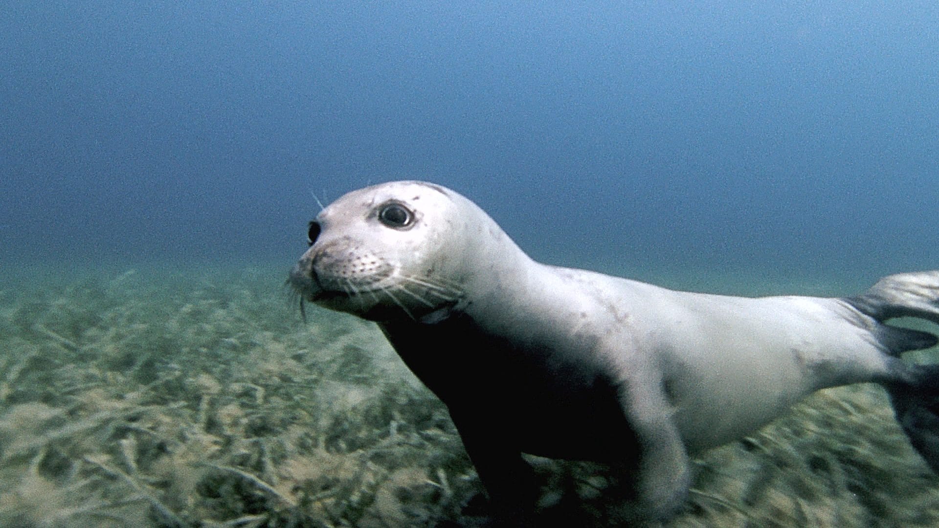 Foca monaca "passeggia" sulla riva a Ravenna: "Proteggerla significa ...