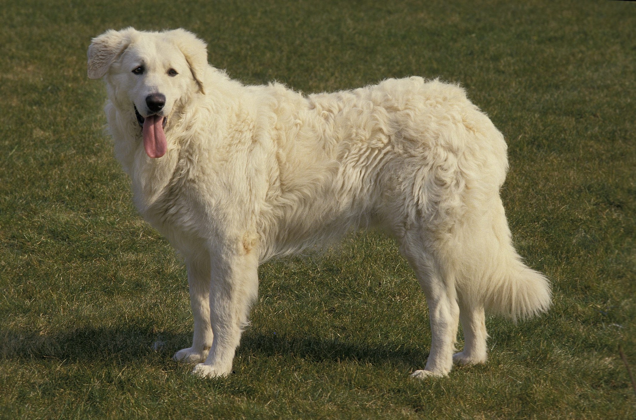 "Cane da pastore abruzzese maremmano": cambia la denominazione del più ...