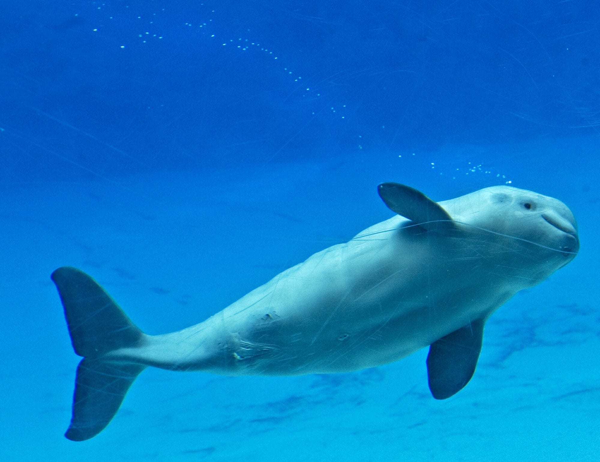 30 beluga stanno per essere soppressi dal parco acquatico perché ...