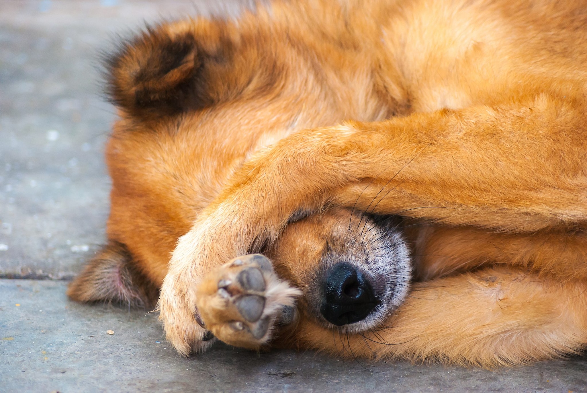 Perché il cane non gioca con gli altri cani: cosa significa e come ...