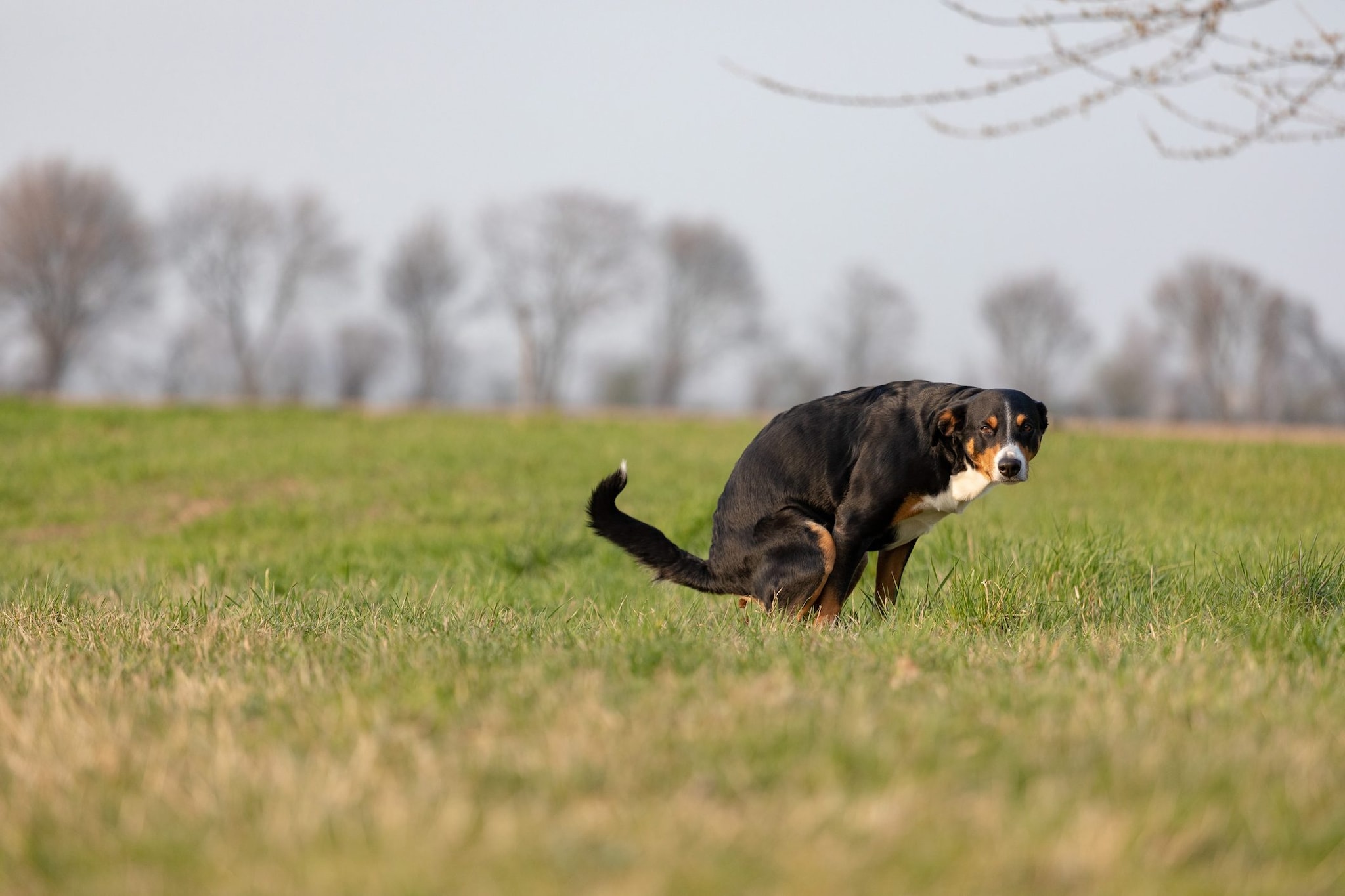 Perché la il cane fa cacca subito dopo aver mangiato: cos'è il ...