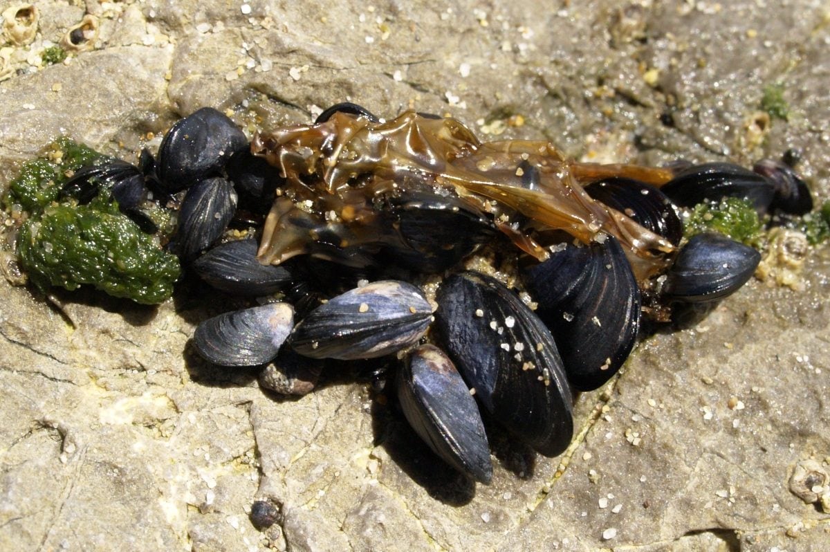 Cos'è e a cosa serve il bisso dei bivalvi, la "barba" delle cozze
