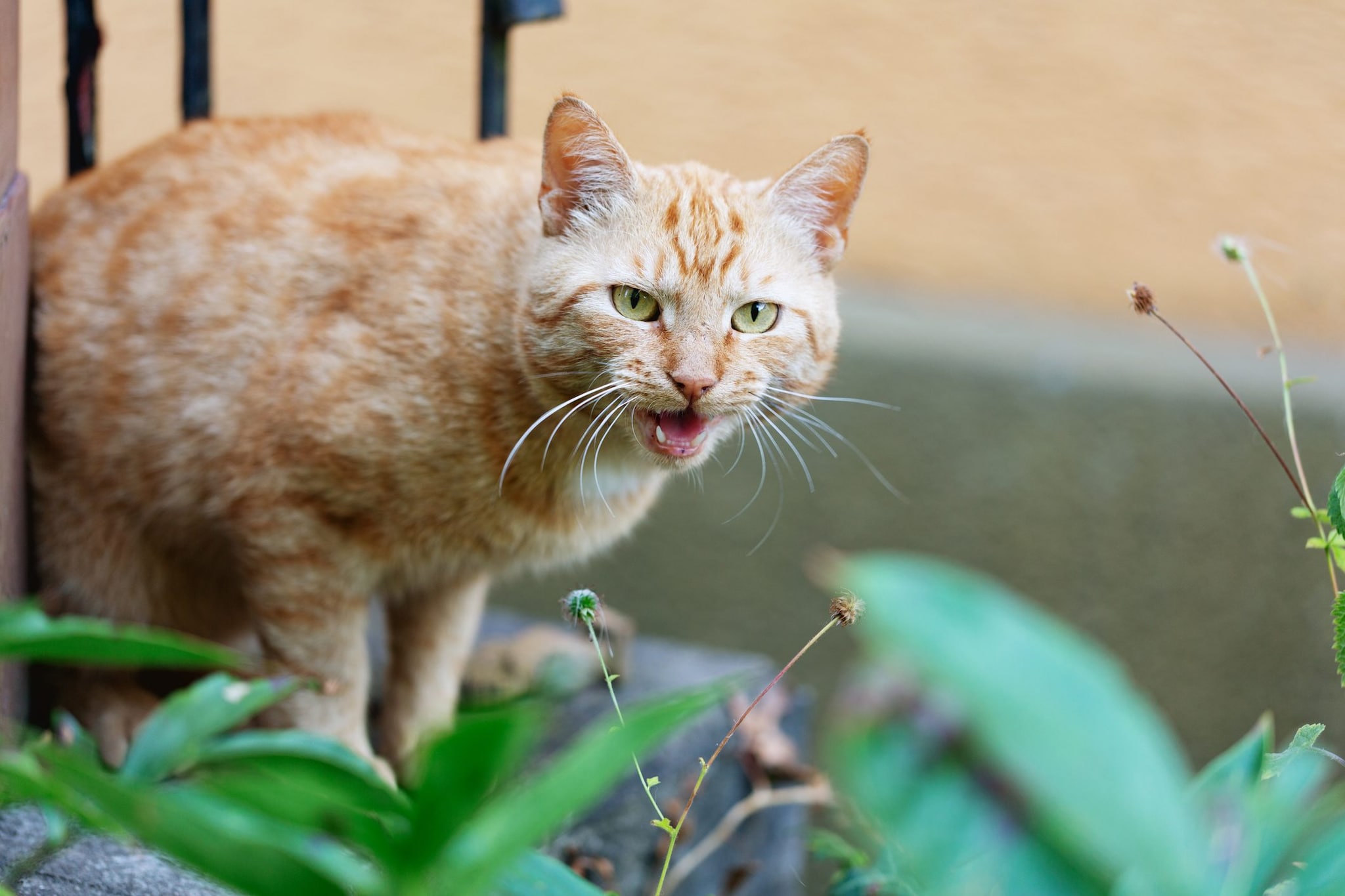 Cosa significa quando il gatto "sputa": perché lo fa e cosa vuole ...