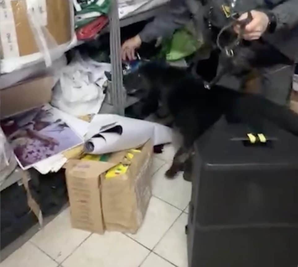 Così il cane della Guardia di Finanza ha scovato il contante durante l ...