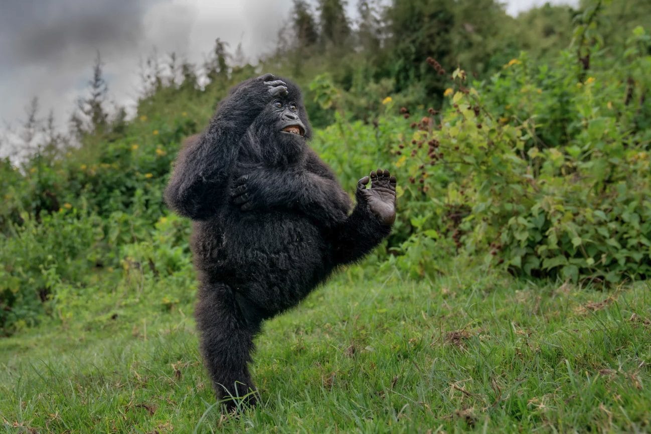 Il gorilla che batte il cinque e l'imbarazzante caduta delle volpi: le ...