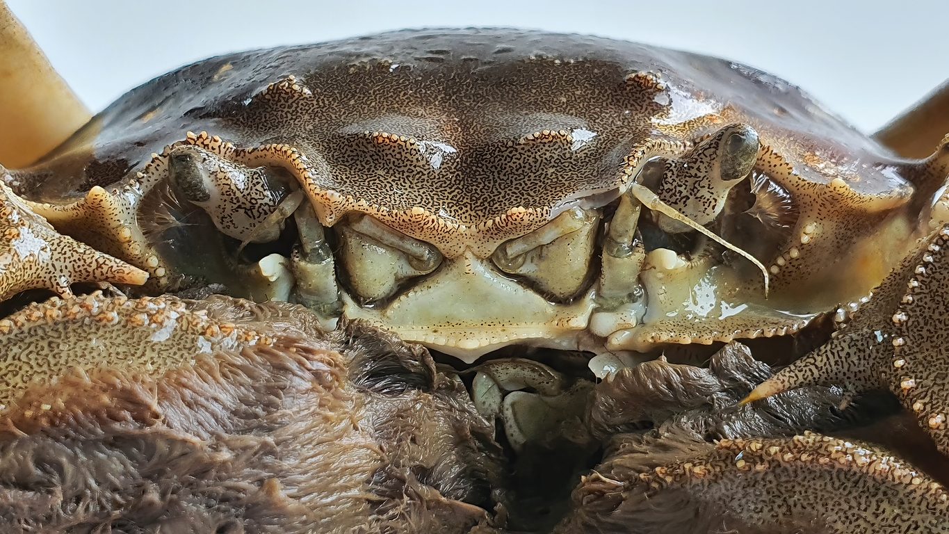 Hai mai visto un granchio cinese peloso? E' una specie invasiva che è ...