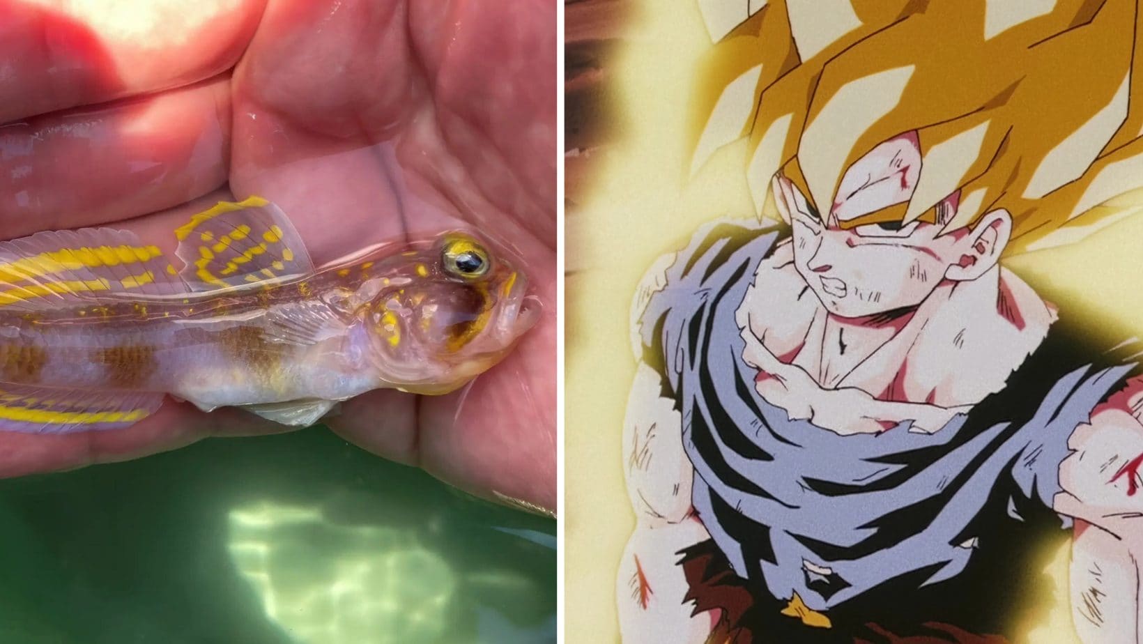Una nuova specie di pesce dedicata a Goku e al mondo di Dragon Ball ...