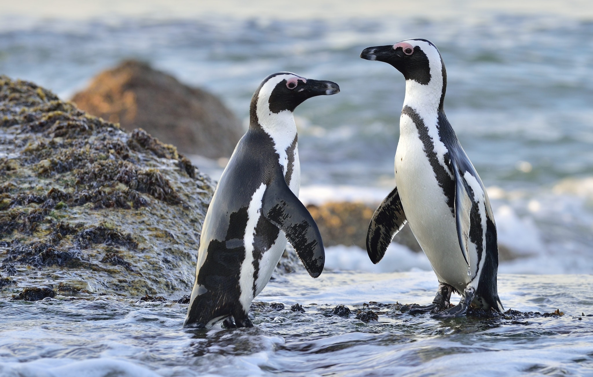 I pinguini africani stanno morendo di fame in massa: sardine in calo e ...