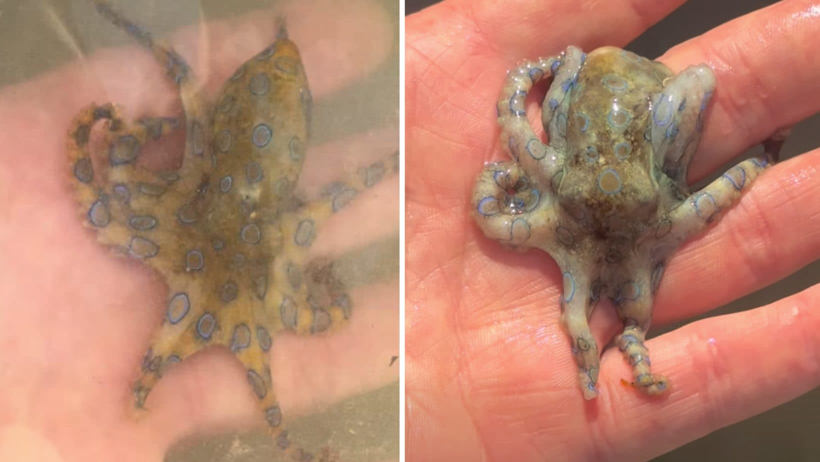 Gioca con un piccolo polpo al mare e scopre solo dopo di aver rischiato ...