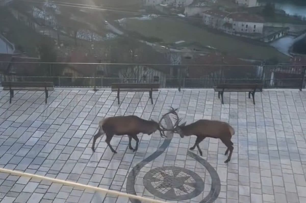 Lo spettacolo dei cervi che lottano in piazza: il video dal cuore ...