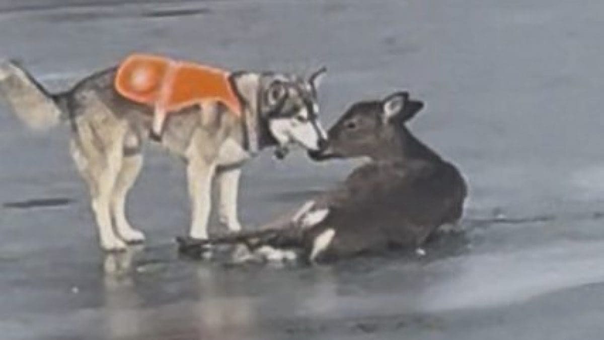 Il salvataggio di un cane e di un cervo bloccati sul lago ghiacciato ...