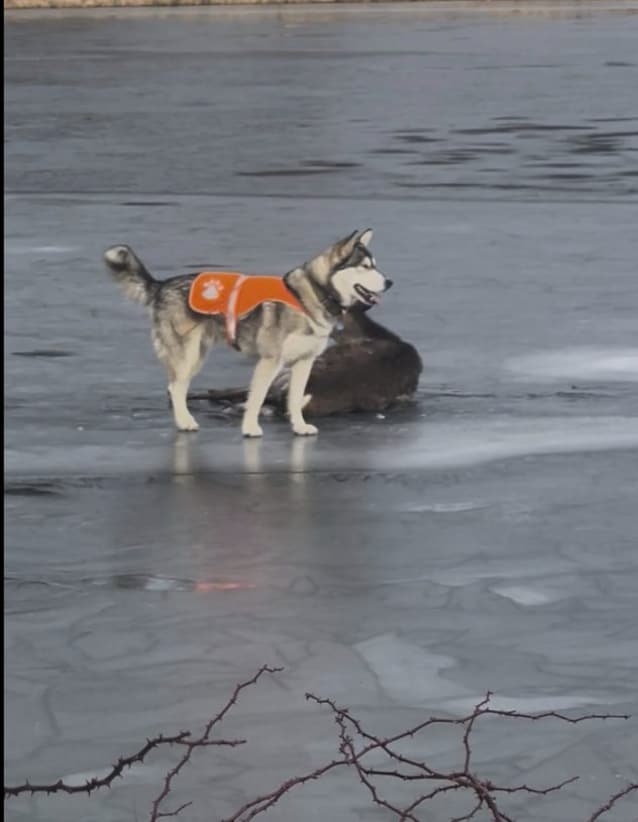 Il salvataggio di un cane e di un cervo bloccati sul lago ghiacciato ...