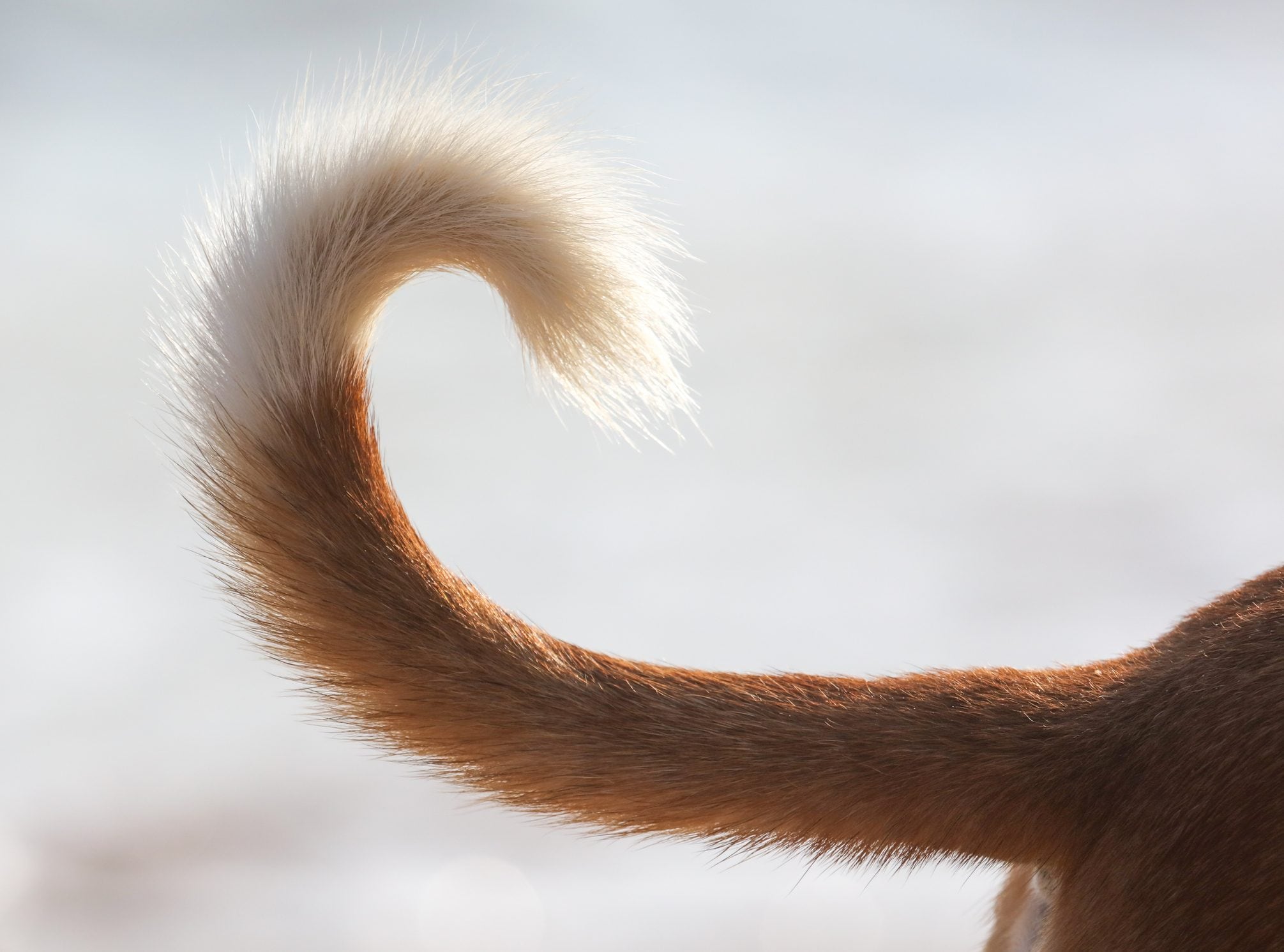 Cosa significa quando il cane ha la coda tesa in orizzontale
