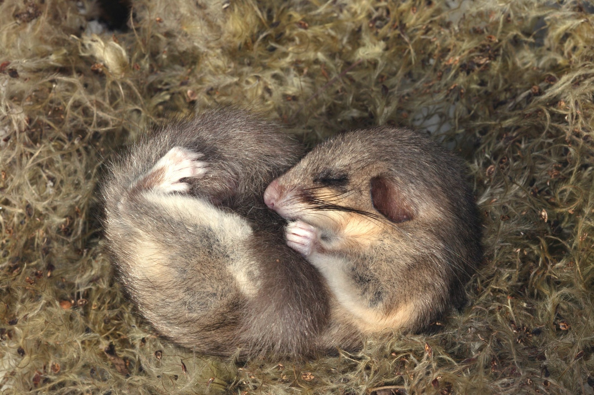 Chi è il ghiro, il piccolo roditore simbolo del sonno profondo