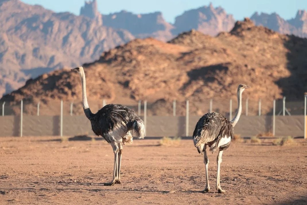 Gli struzzi tornano a correre in Arabia Saudita dopo quasi 100 anni ...