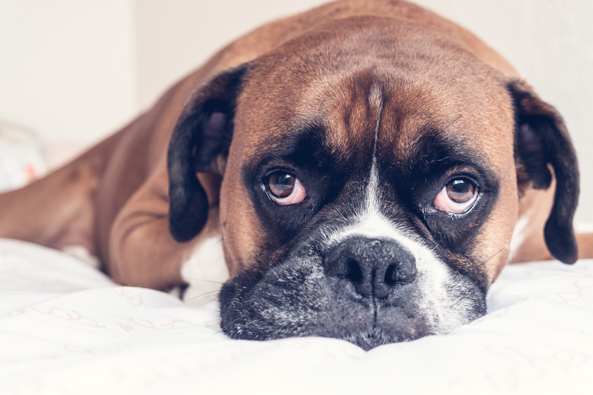 Non solo Bouledogue francesi e Carlini: a rischio di patologie legate ...