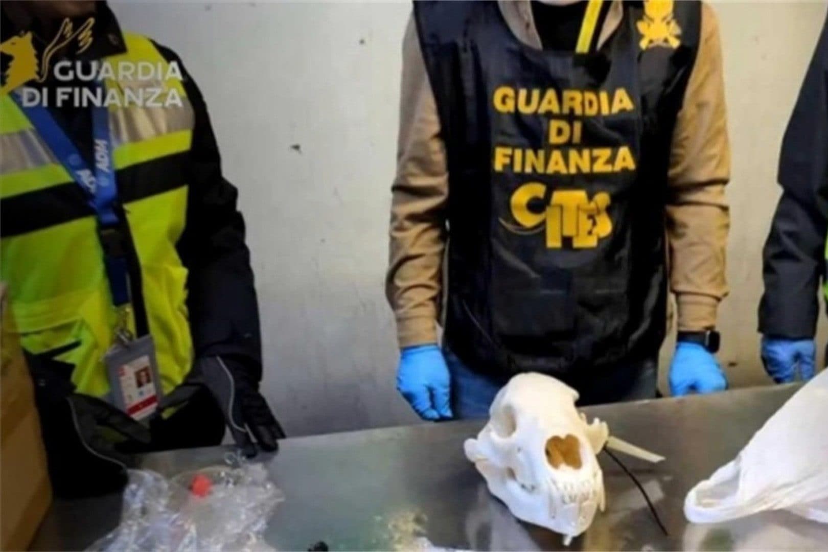 Da un pacco arrivato a Malpensa spunta il cranio di un orso bruno ...