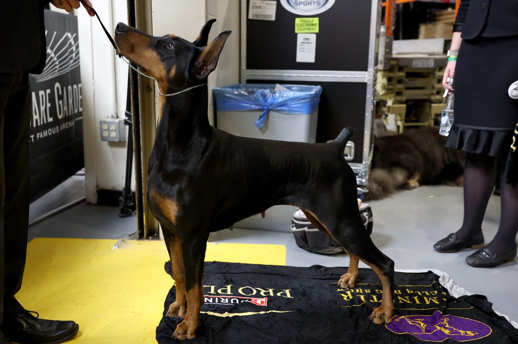 Penny, "il cane più bello del mondo" del 2026, è una Dobermann a cui ...