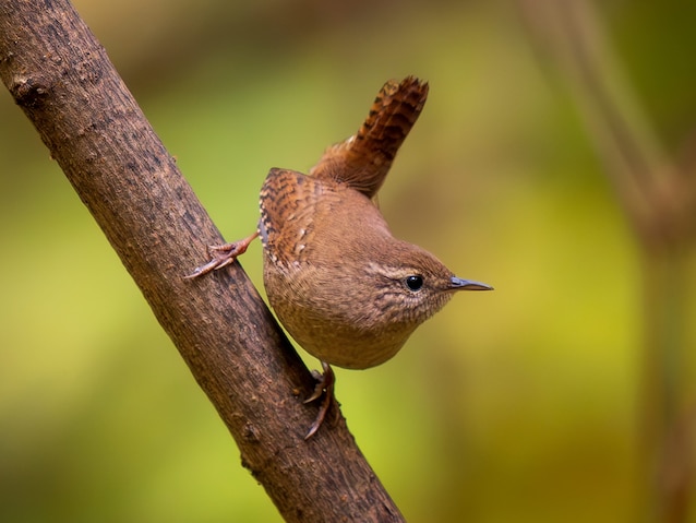 Chi è lo scricciolo, tra gli uccelli autoctoni italiani più piccoli