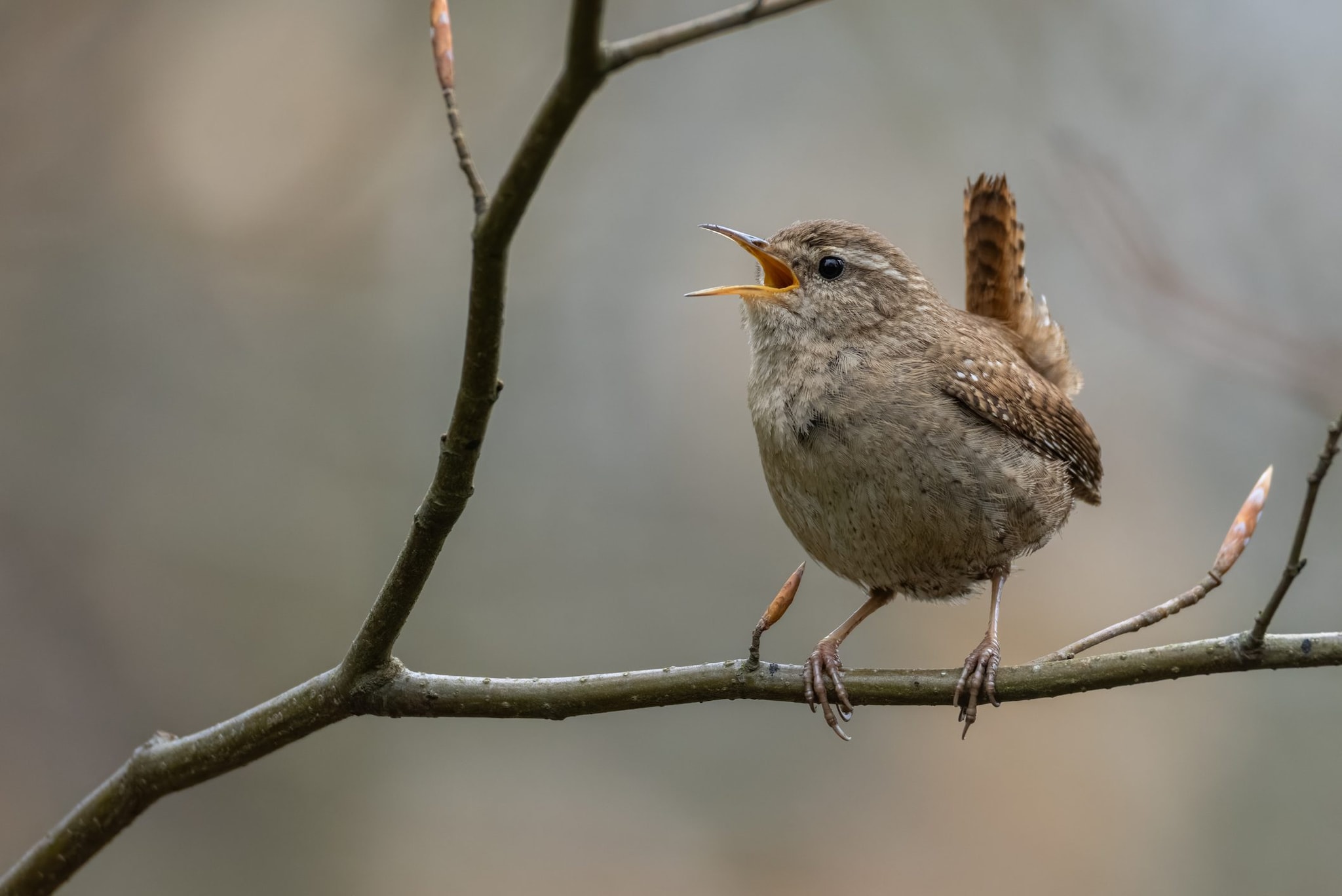 Chi è lo scricciolo, tra gli uccelli autoctoni italiani più piccoli