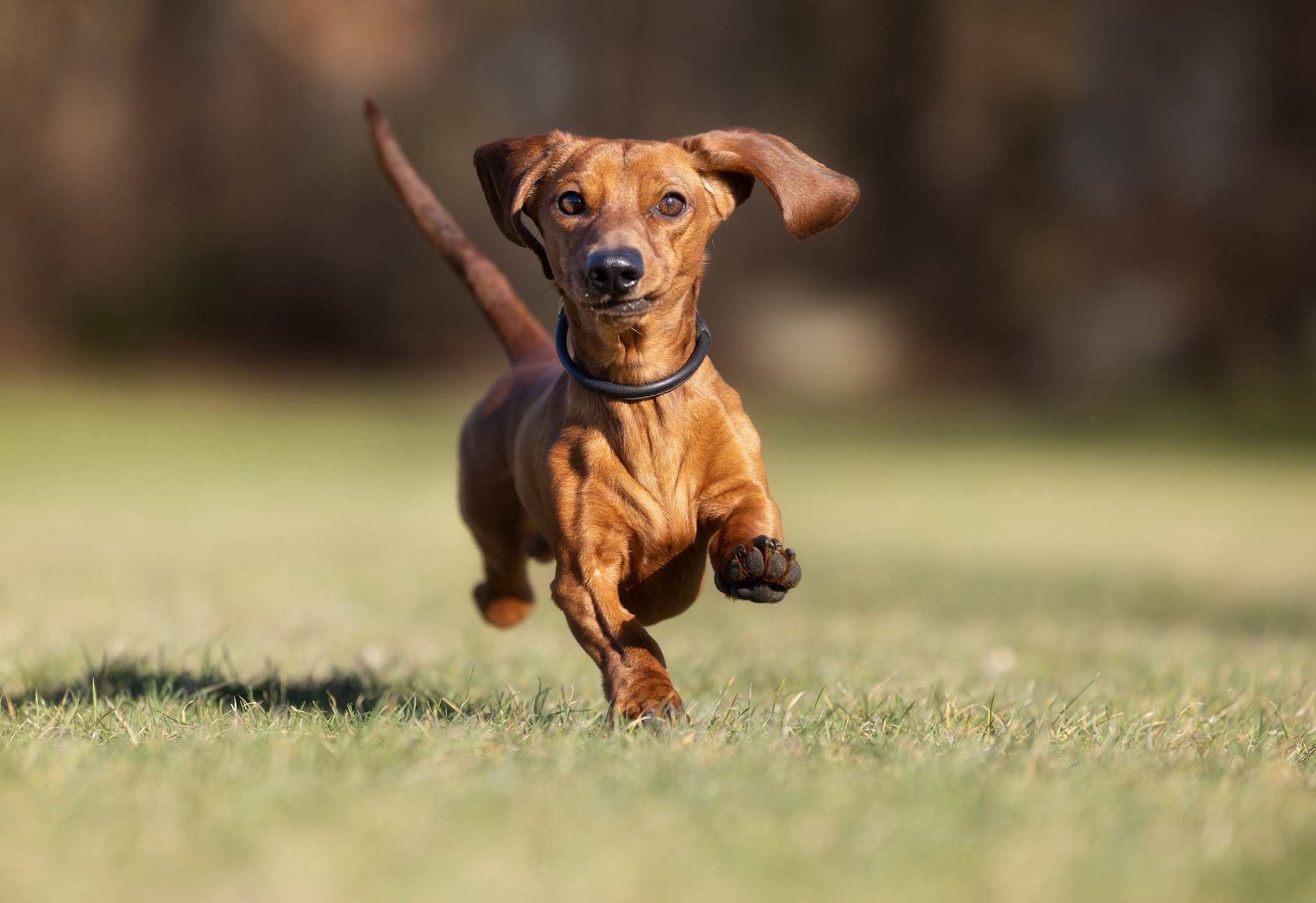 Le 10 razze di cani che abbiano di più: quali sono e perché lo fanno