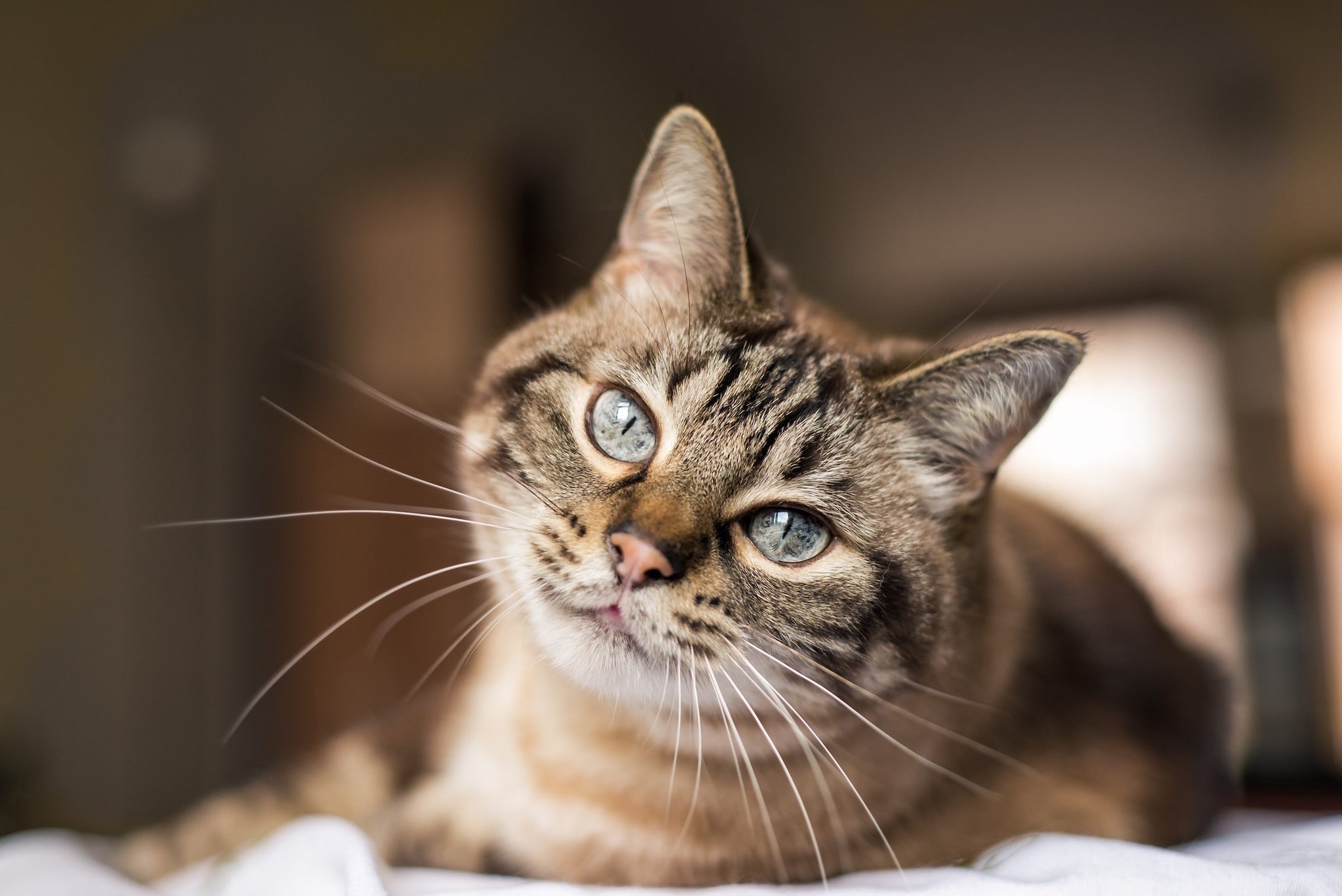 Il patrimonio genetico dei gatti: perché tabby è il mantello di base e ...