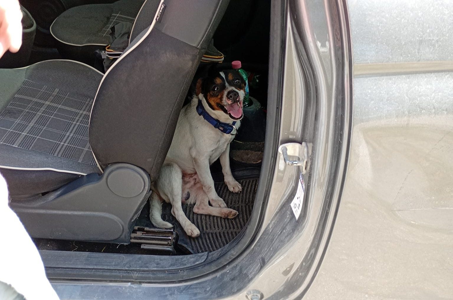 La storia di Ray, il Parson Jack Russell caduto in un fossato, salvato ...