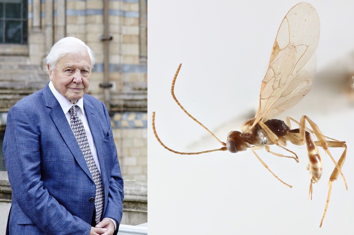 Un regalo speciale per i 100 anni di David Attenborough: una nuova ...