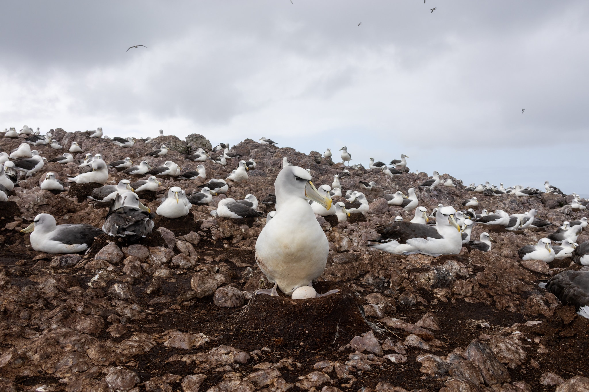 Otarie, albatros e berte sempre più a rischio: la crisi climatica e gli ...