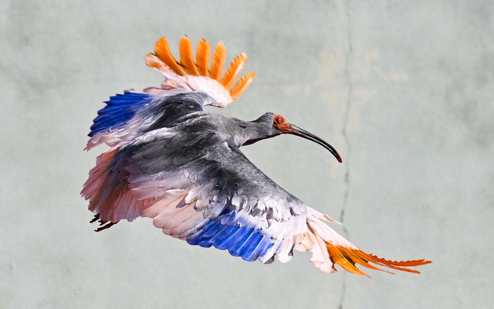 Otto ibis crestati sono stati liberati in Giappone: prosegue la ...