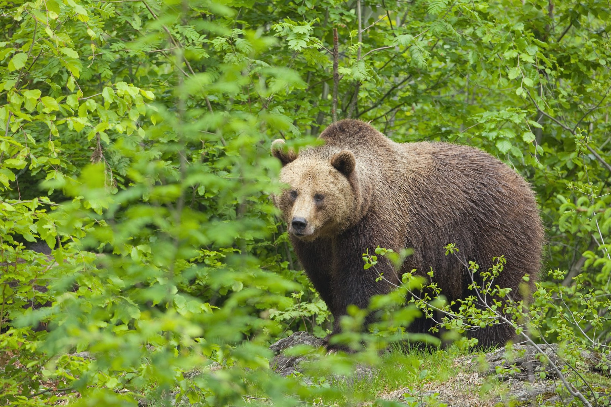 Orso avvistato più volte vicino alle abitazioni a Cadine, frazione di ...