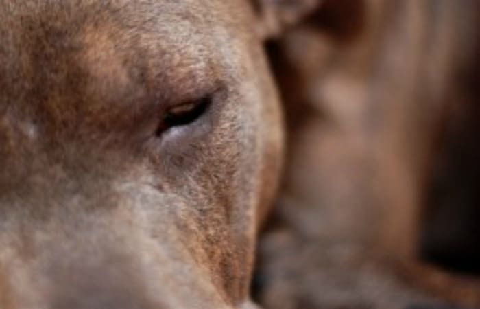 Uccise di botte la sua cagnolina Chicca in strada a Salerno: condannato ...