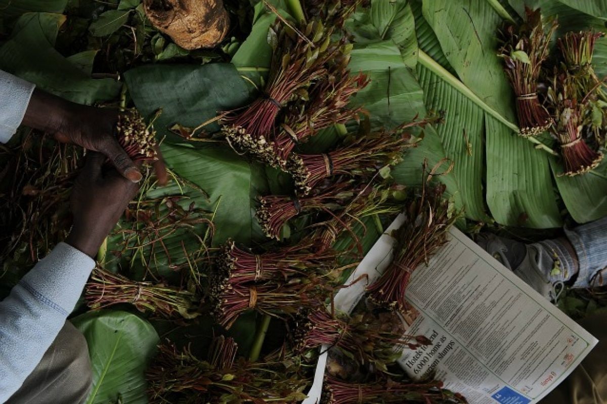 Arrestato corriere di Khat, la micidiale cocaina dei poveri prodotta in ...